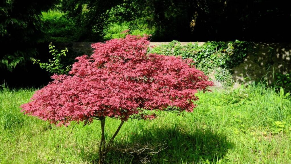 13 Small Trees That Will Make Your Front Yard Stand Out!